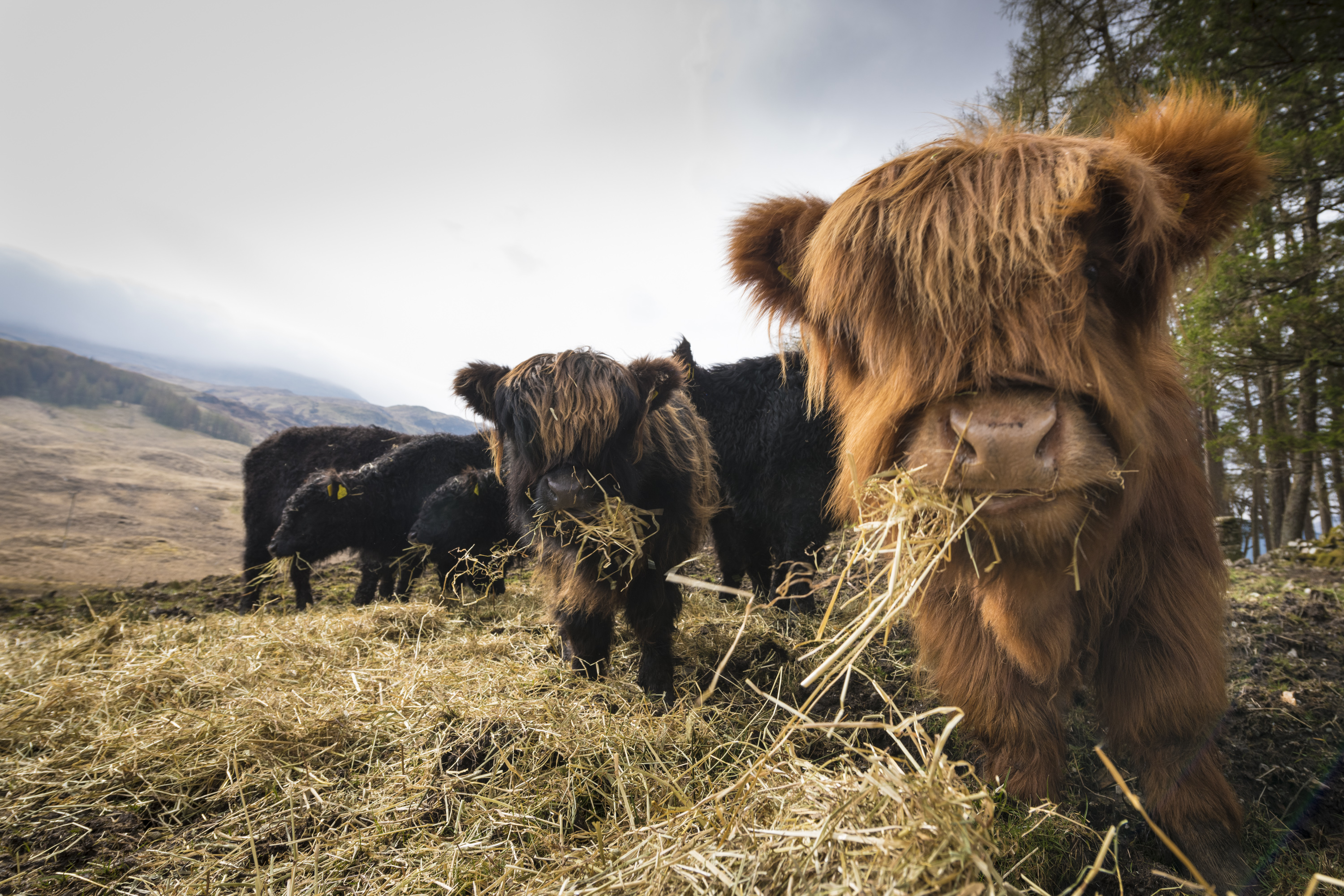Our little slice of Highland paradise - Glenorchy Farm